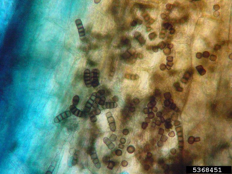 black root rot (Thielaviopsis basicola)