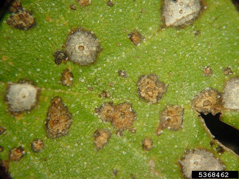 Cryptocline fungus (Cryptocline betularum (Ellis & G. Martin) Arx)