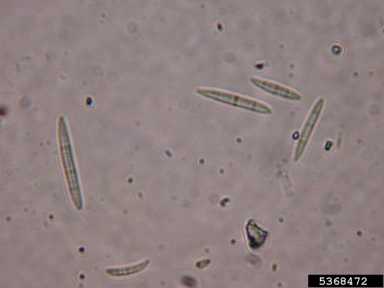 Gibberella stalk rot (Gibberella zeae ) on corn (Zea mays ) - 5368472