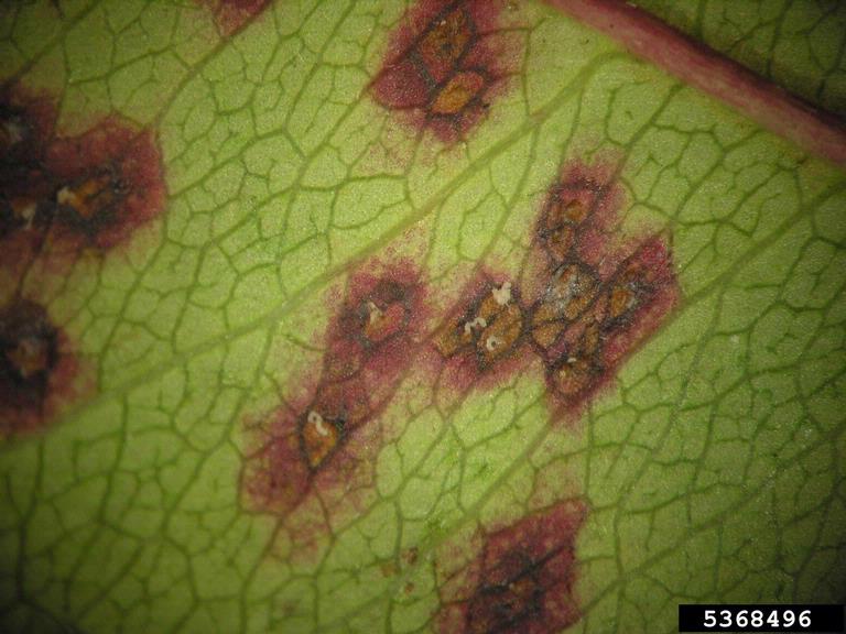 Phloeosporella fungus (Phloeosporella padi (Lib.) Arx)