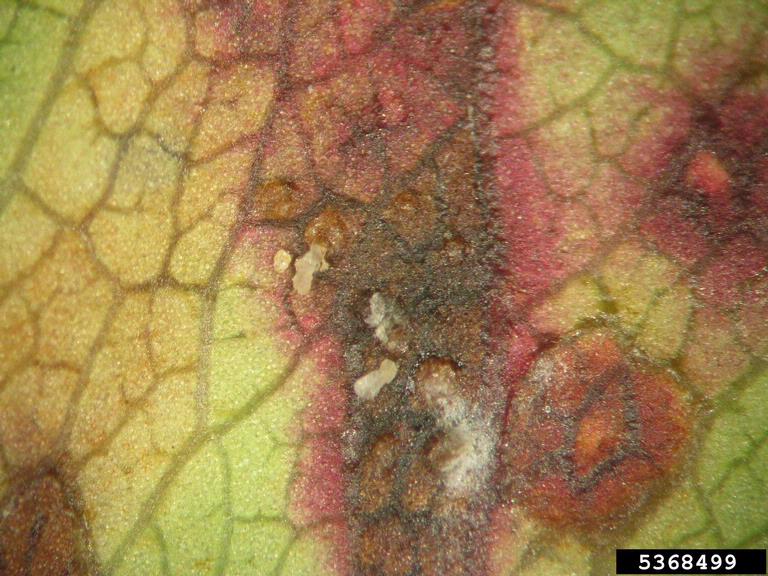 Phloeosporella fungus (Phloeosporella padi (Lib.) Arx)