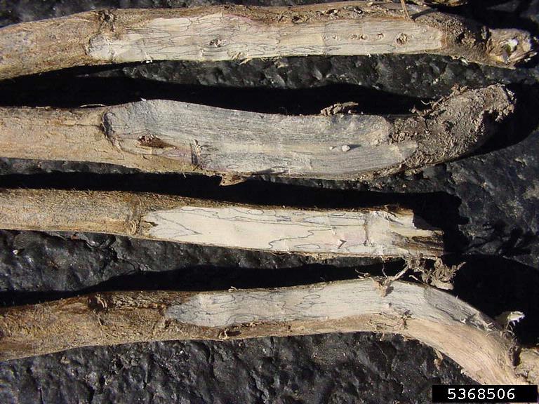 charcoal rot (Macrophomina phaseolina)