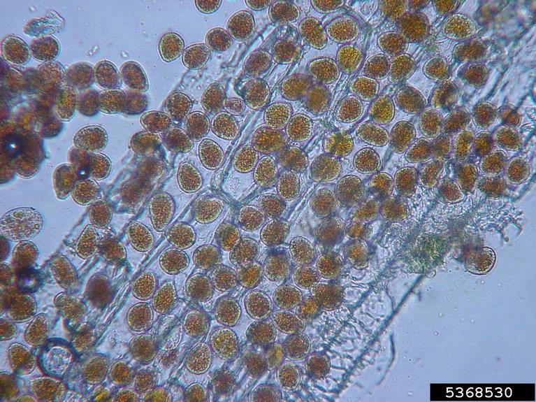 stripe rust (Puccinia striiformis f.sp. tritici)