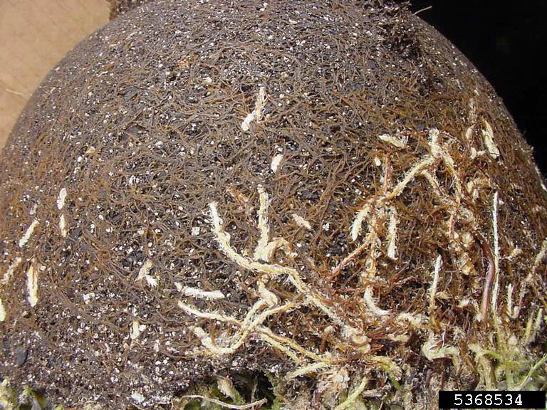 root rot/damping off (Genus Rhizoctonia DC.)