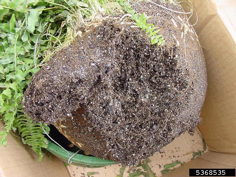 root rot/damping off (Genus Rhizoctonia)