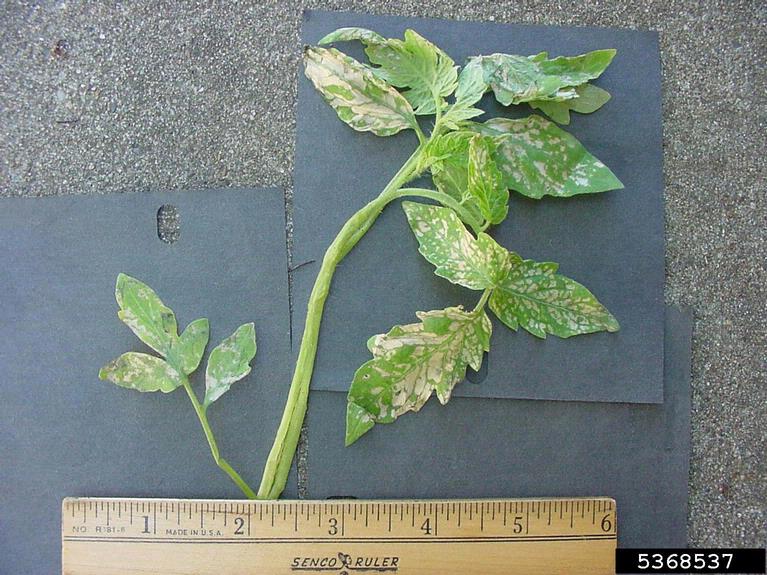 View collection - Forestry Images