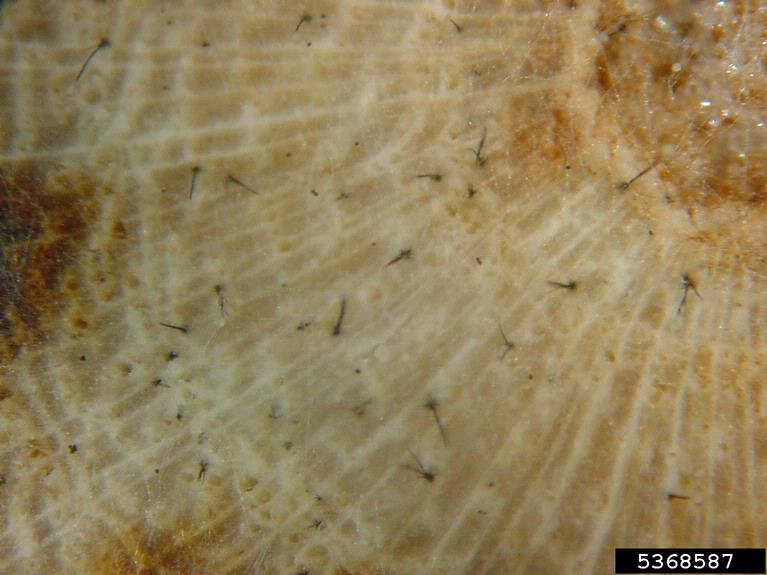 Dutch elm disease (Ophiostoma ulmi)