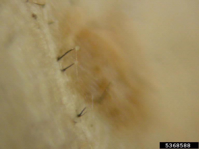 Dutch elm disease (Ophiostoma ulmi)