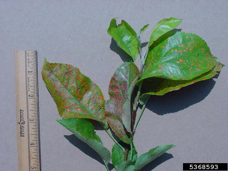 cedar-apple rust (Gymnosporangium juniperi-virginianae)
