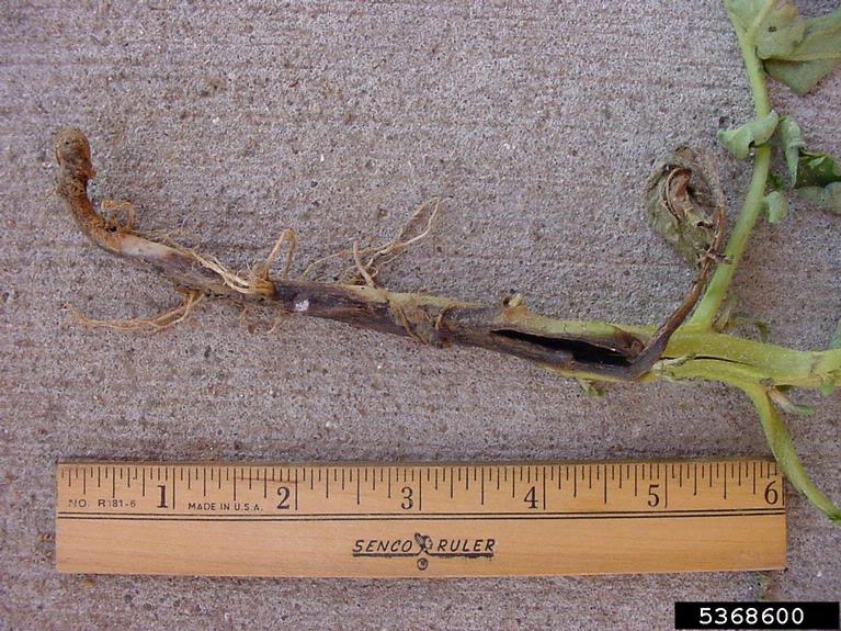 bacterial soft rot (Pectobacterium carotovorum ssp. carotovorum (Jones ...