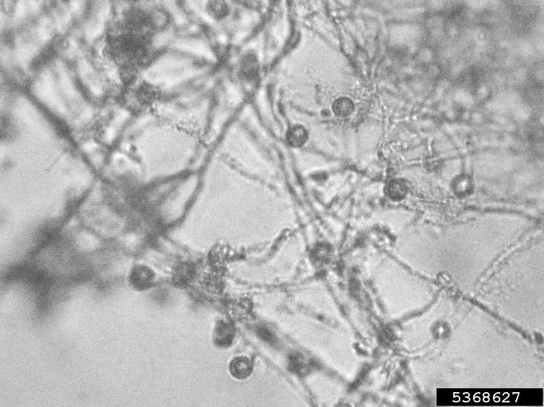 Pythium diseases (Genus Pythium)