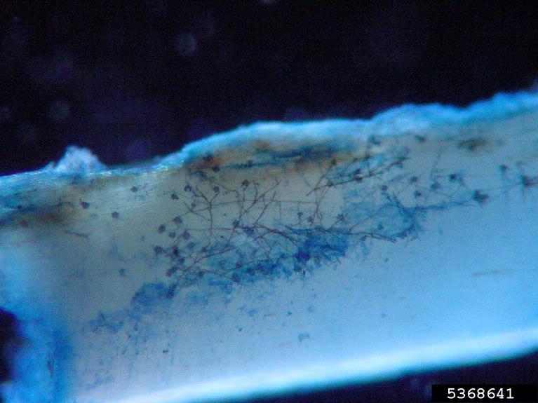 take-all root rot (Gaeumannomyces graminis var. graminis)