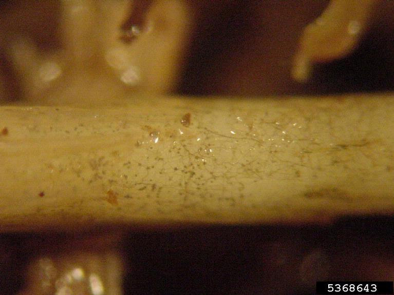 take-all root rot (Gaeumannomyces graminis var. graminis)