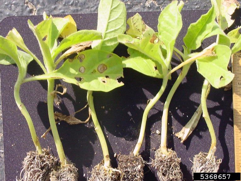 Rhizoctonia damping-off, blight and rot (Rhizoctonia solani ) on dark ...