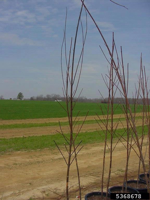 Verticillium wilts (Genus Verticillium)