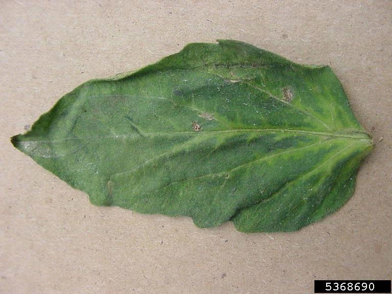 herbicides (general)