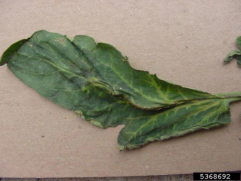 herbicides (general)