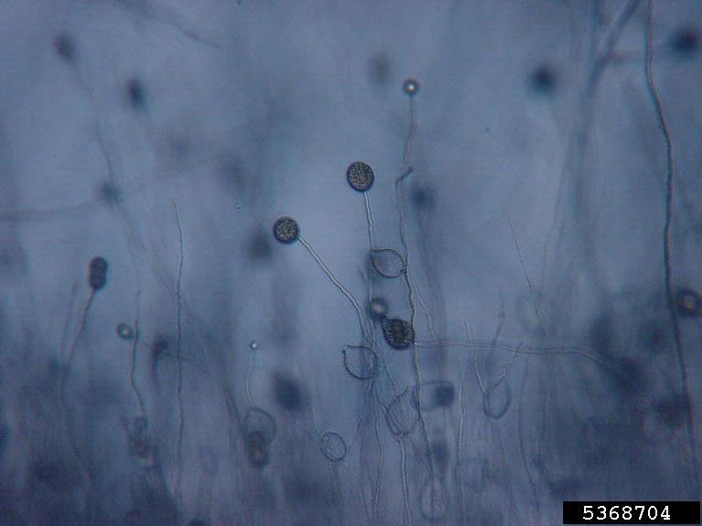 Phytophthora blight (Phytophthora nicotianae)