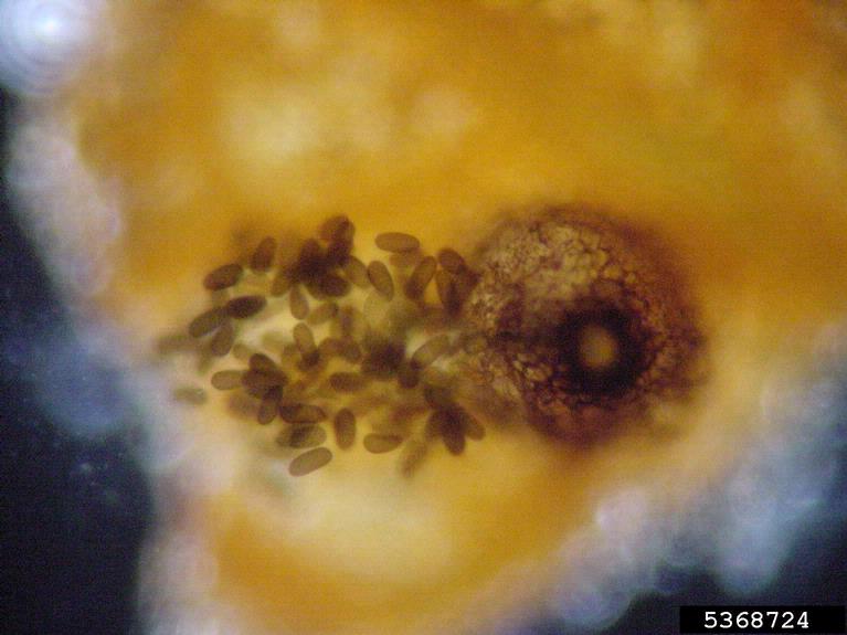 black rot (Botryosphaeria obtusa)