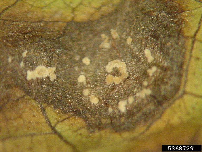 Phloeospora leaf spot (Genus Phloeospora Wallr.)