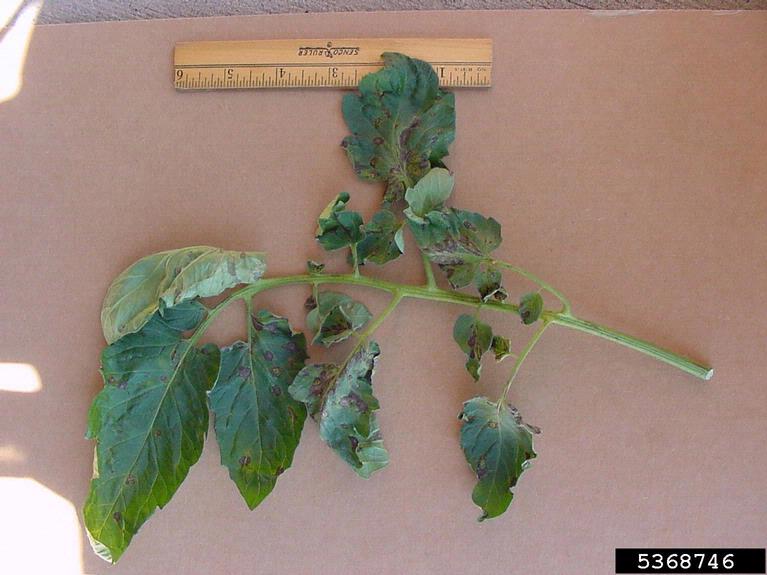 tomato spotted wilt virus (TSWV) (Tospovirus Tomato spotted wilt virus)