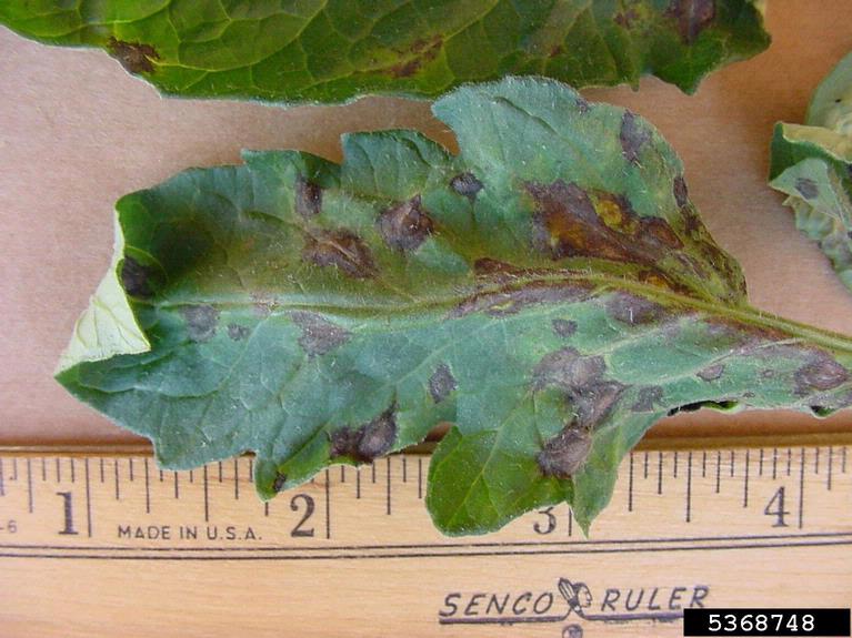 tomato spotted wilt virus (TSWV) (Tospovirus Tomato spotted wilt virus)
