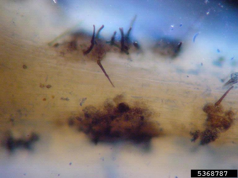 anthracnose (Colletotrichum graminicola)