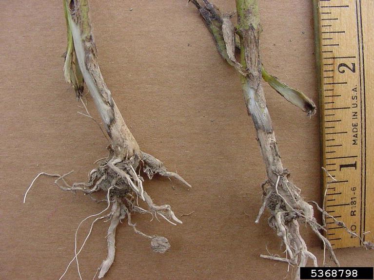 sudden oxygen starvation