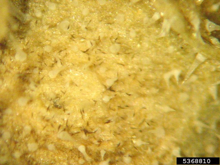 Alternaria leaf blight (Alternaria cucumerina (Ellis & Everh.) J.A ...