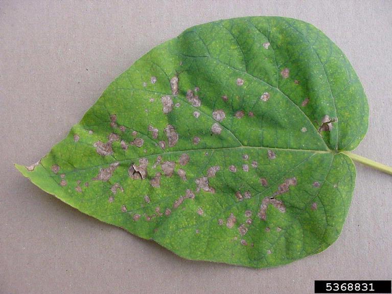 Phyllosticta leaf spots (Genus Phyllosticta)