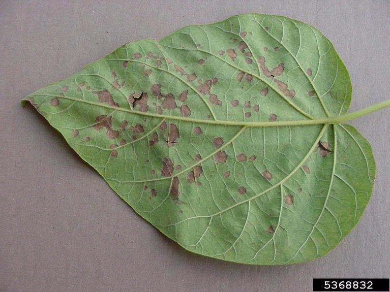 Phyllosticta leaf spots (Genus Phyllosticta Pers.)
