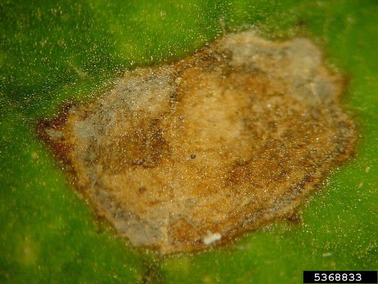 Phyllosticta leaf spots (Genus Phyllosticta)