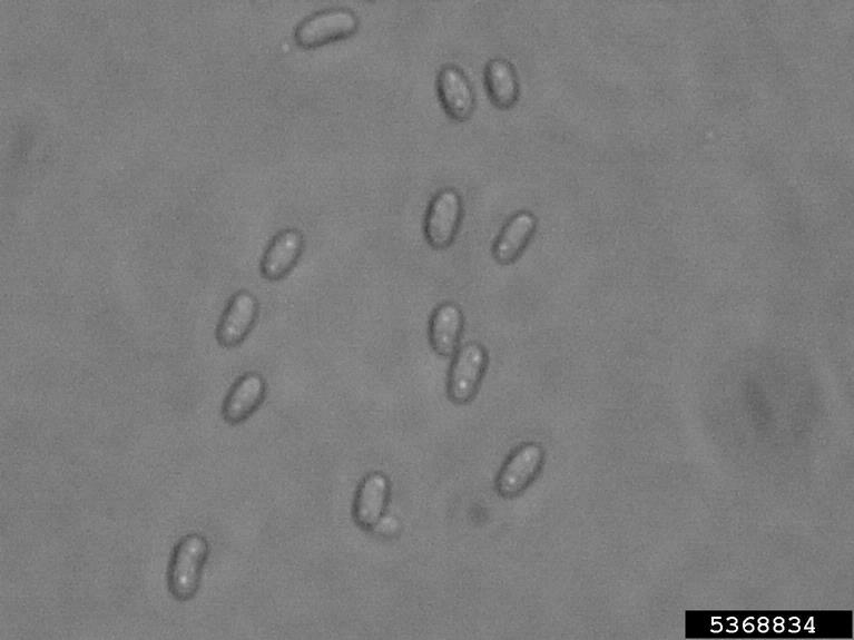 Phyllosticta leaf spots (Genus Phyllosticta)