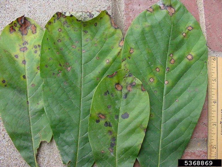 Phyllosticta leaf spots (Genus Phyllosticta)