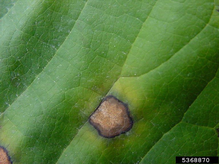 Phyllosticta leaf spots (Genus Phyllosticta)