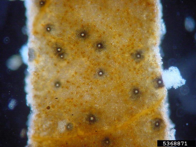 Phyllosticta leaf spots (Genus Phyllosticta)