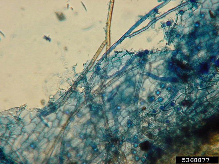 root rot/damping off (Genus Rhizoctonia DC.)