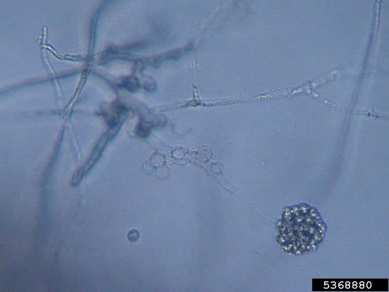 Pythium diseases (Genus Pythium)