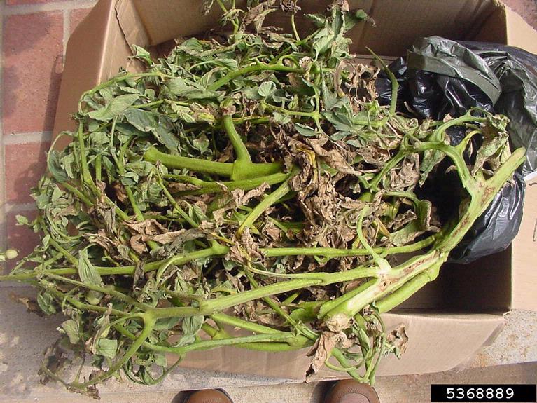 bacterial canker and wilt of tomato (Clavibacter michiganensis ssp ...