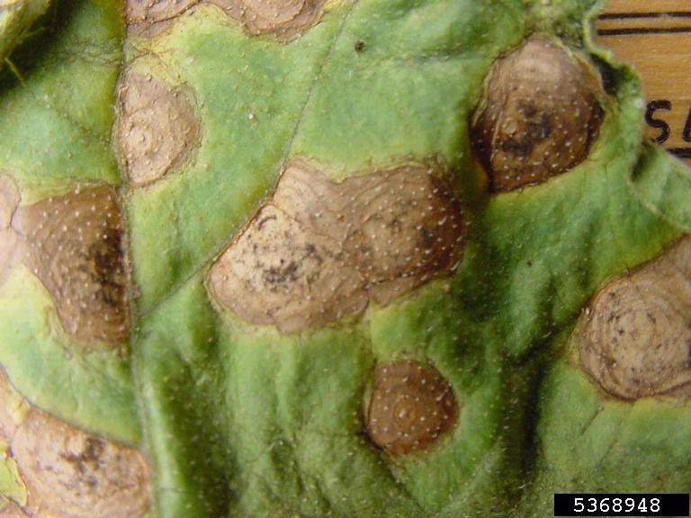 Alternaria leaf blight (Alternaria cucumerina)