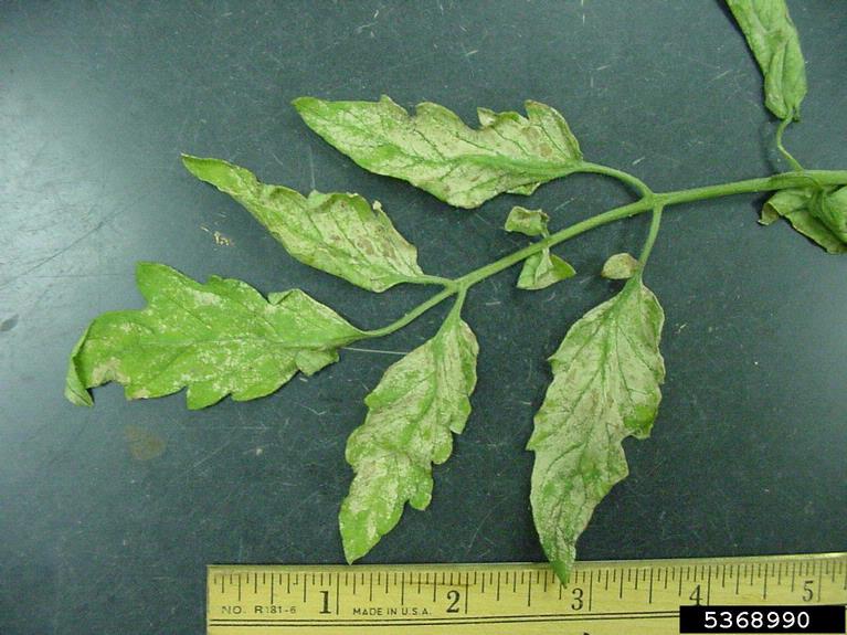 View collection - Forestry Images