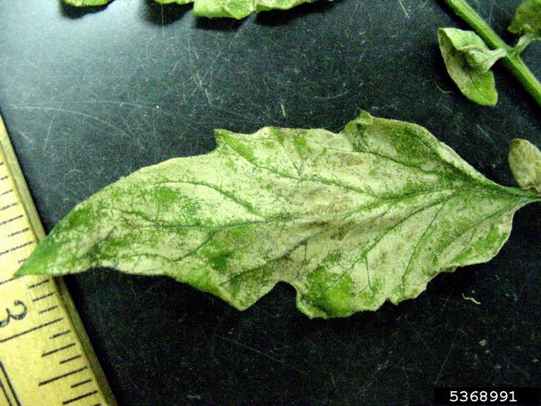 View collection - Forestry Images