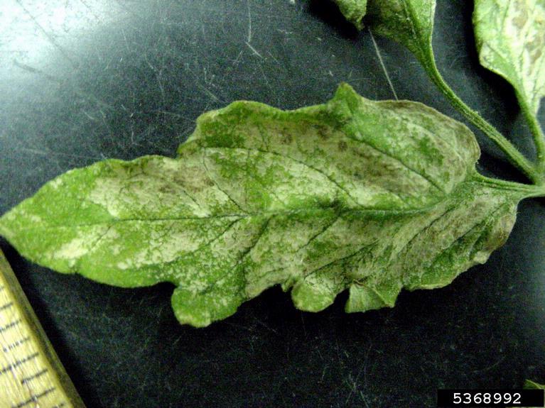 View collection - Forestry Images