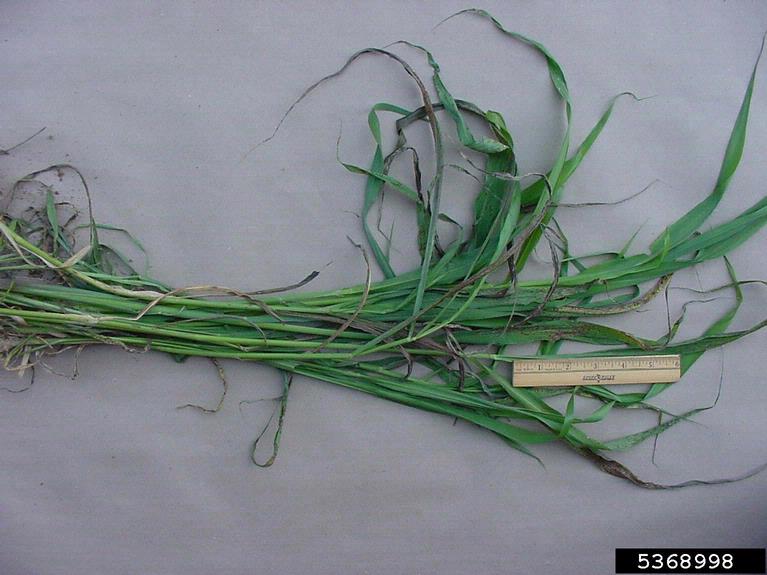 Pyricularia grisea Sacc.