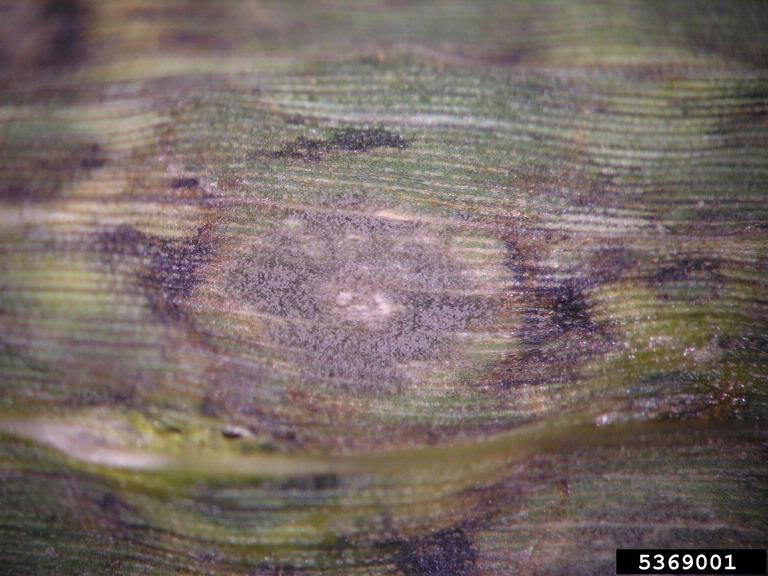 gray leaf spot (Magnaporthe grisea)