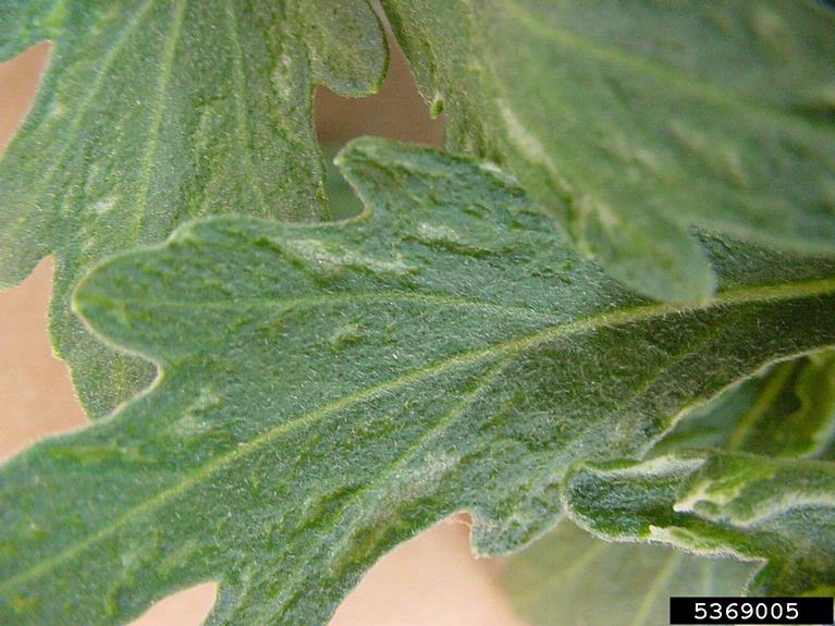 leaf distortion on chrysanthemum (Chrysanthemum spp. ) - 5369005