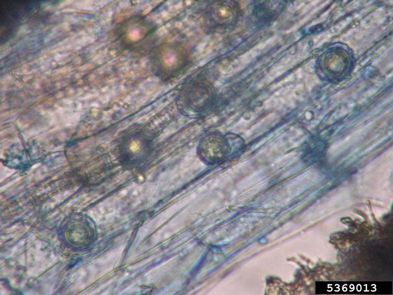 Pythium diseases (Genus Pythium Pringsh.)