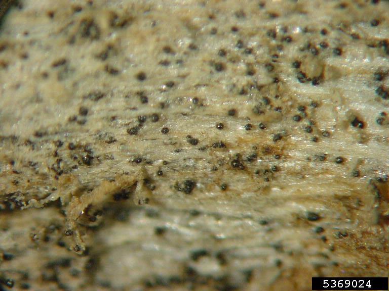 charcoal rot (Macrophomina phaseolina)