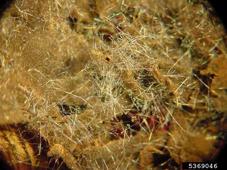 Flower blights (Genus Choanephora)