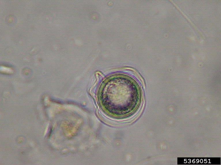 Pythium diseases (Genus Pythium)